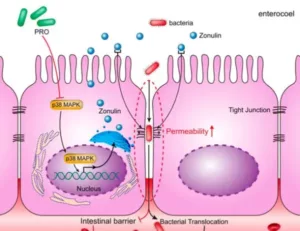 Functional Lab Tests and Health Screening - Mind Body Balance